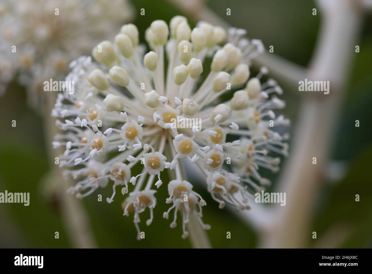 Bloom caster hi-res stock photography and images - Alamy