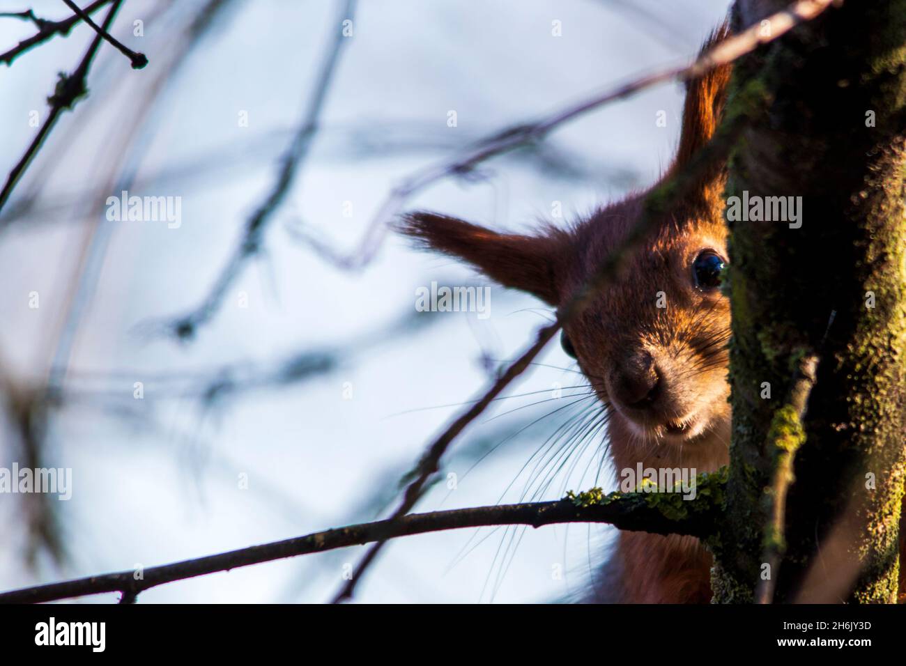 A beautiful red squirrel in the forest looks with interest at the ...