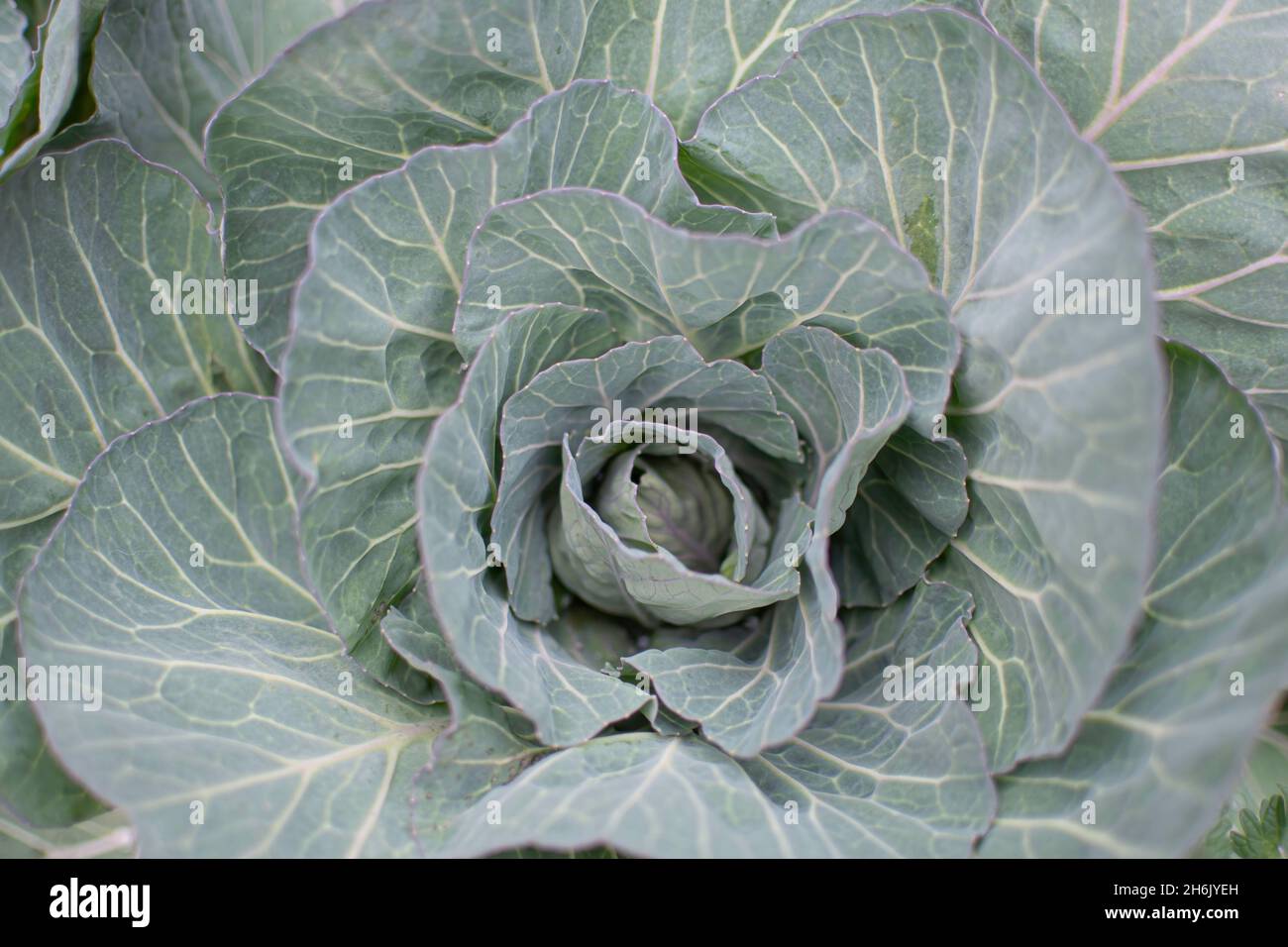 Close up image of a cabbage (Brassica oleracea) plant before it has ...
