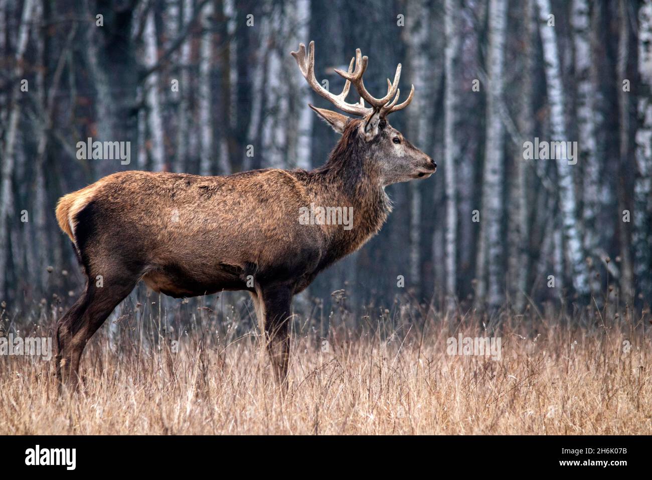 Birch trees with deer hi-res stock photography and images - Alamy