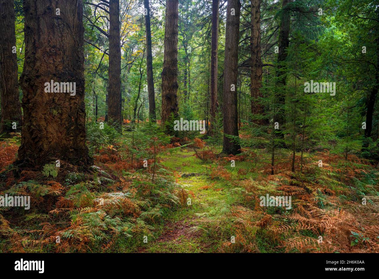 Golden autumn woodland uk hi-res stock photography and images - Alamy