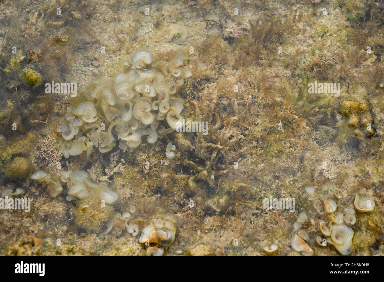 The photo shows sea mushrooms in a coral reef where you can see a lot ...