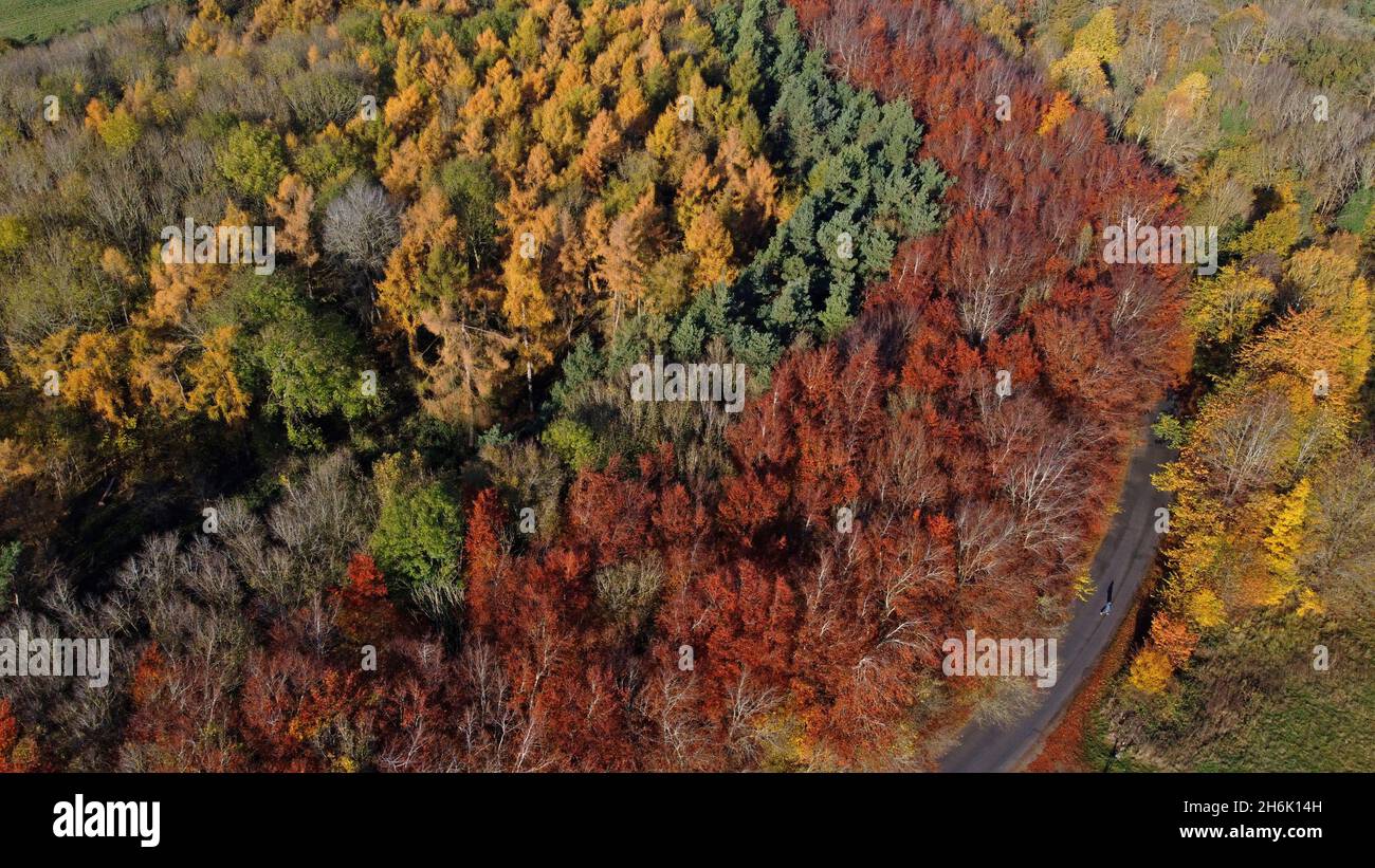 Peterborough, UK. 15th Nov, 2021. Autumn colours look lovely above ...