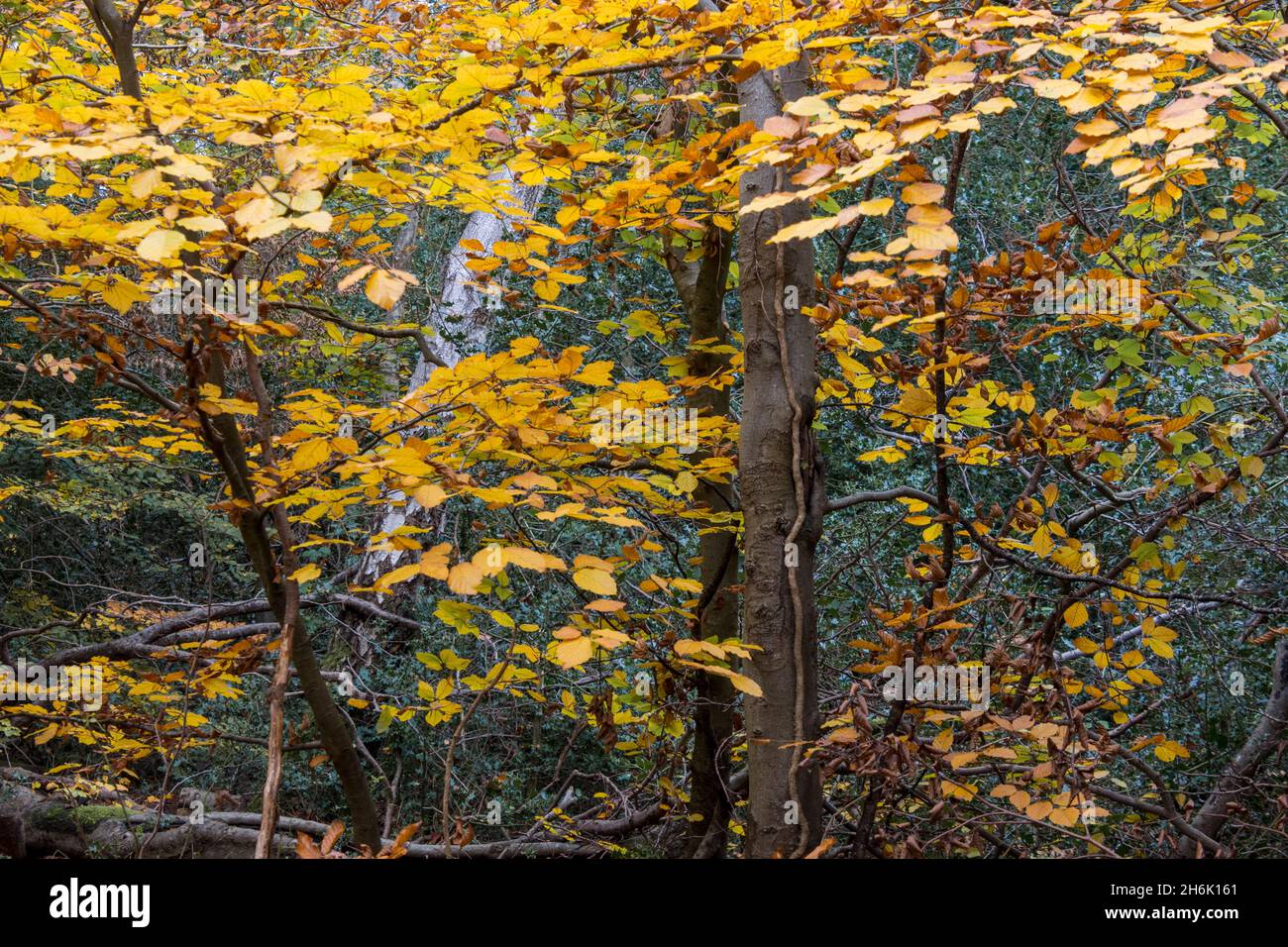 Golden elms hi-res stock photography and images - Alamy