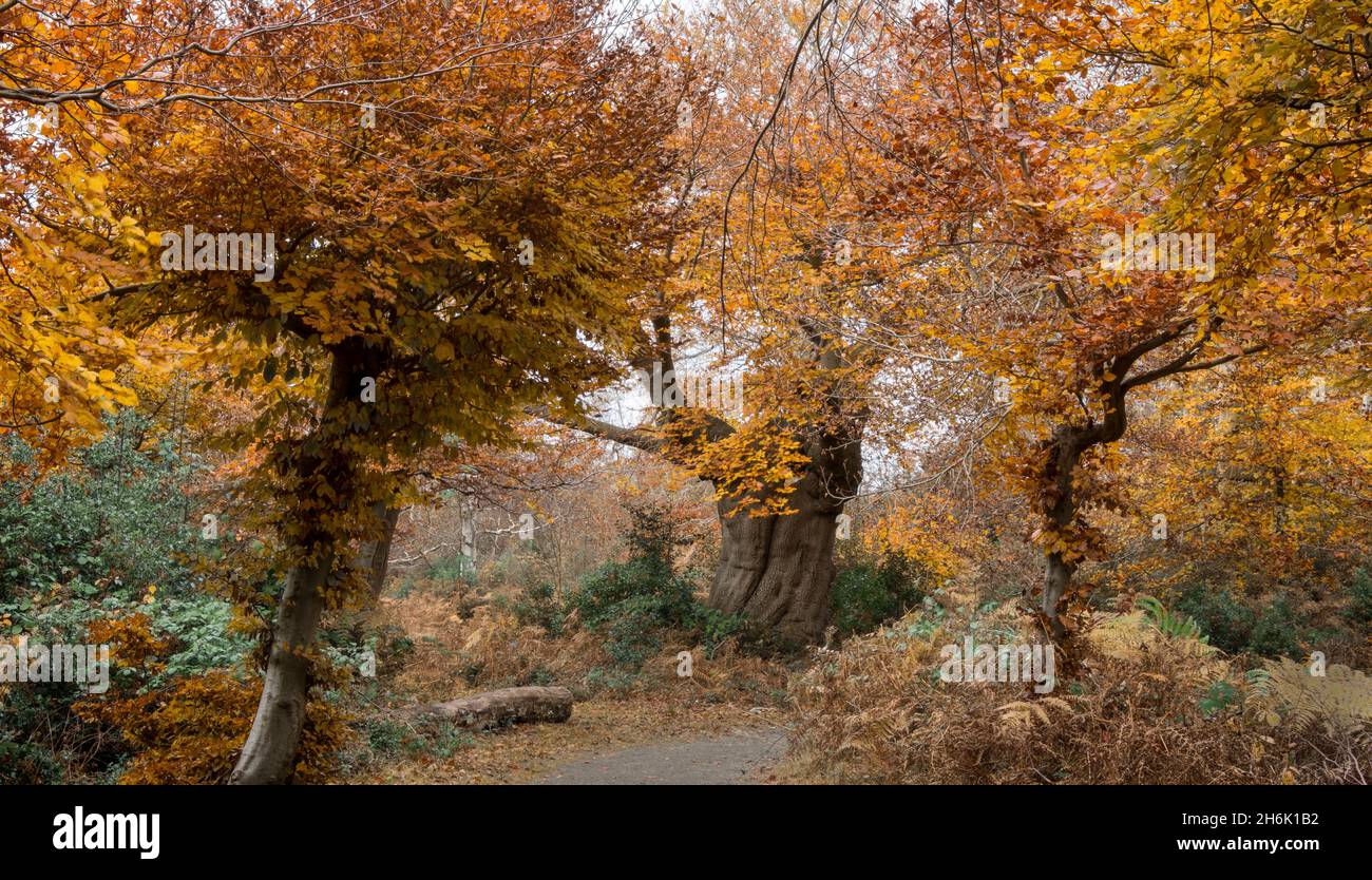 Burnham beeches hi-res stock photography and images - Alamy