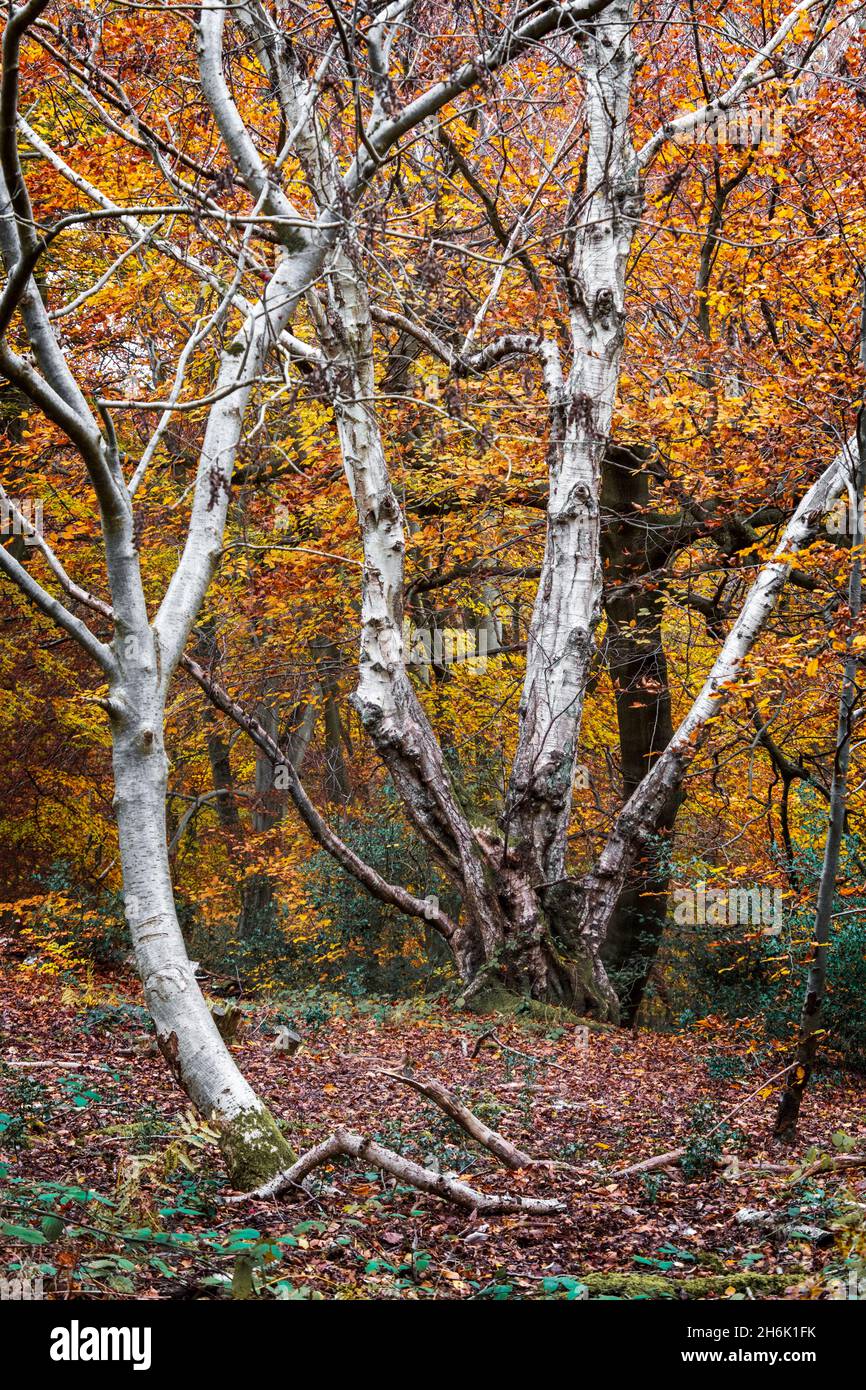 Beautiful silver birch trees with a background of autumn colored ...