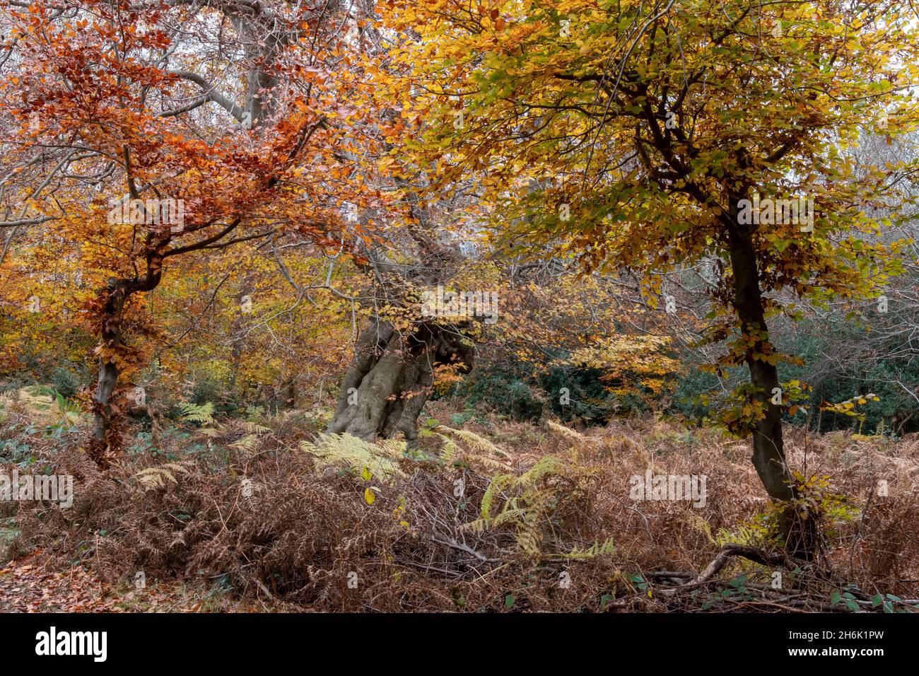 Ancient tree in burnham beeches hi-res stock photography and images - Alamy