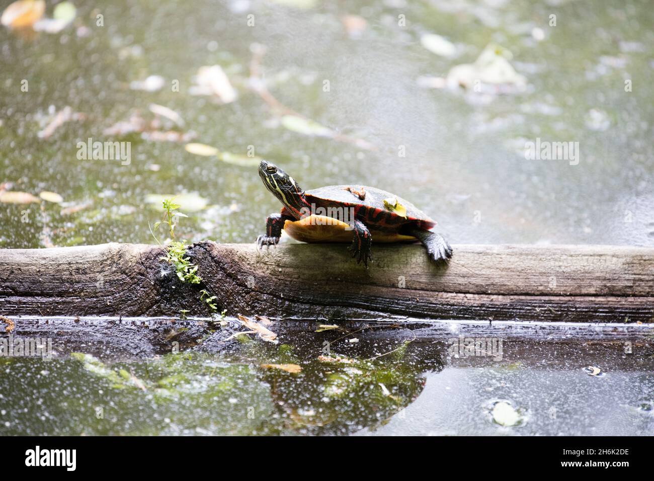 Painted turtle on log hi-res stock photography and images - Alamy