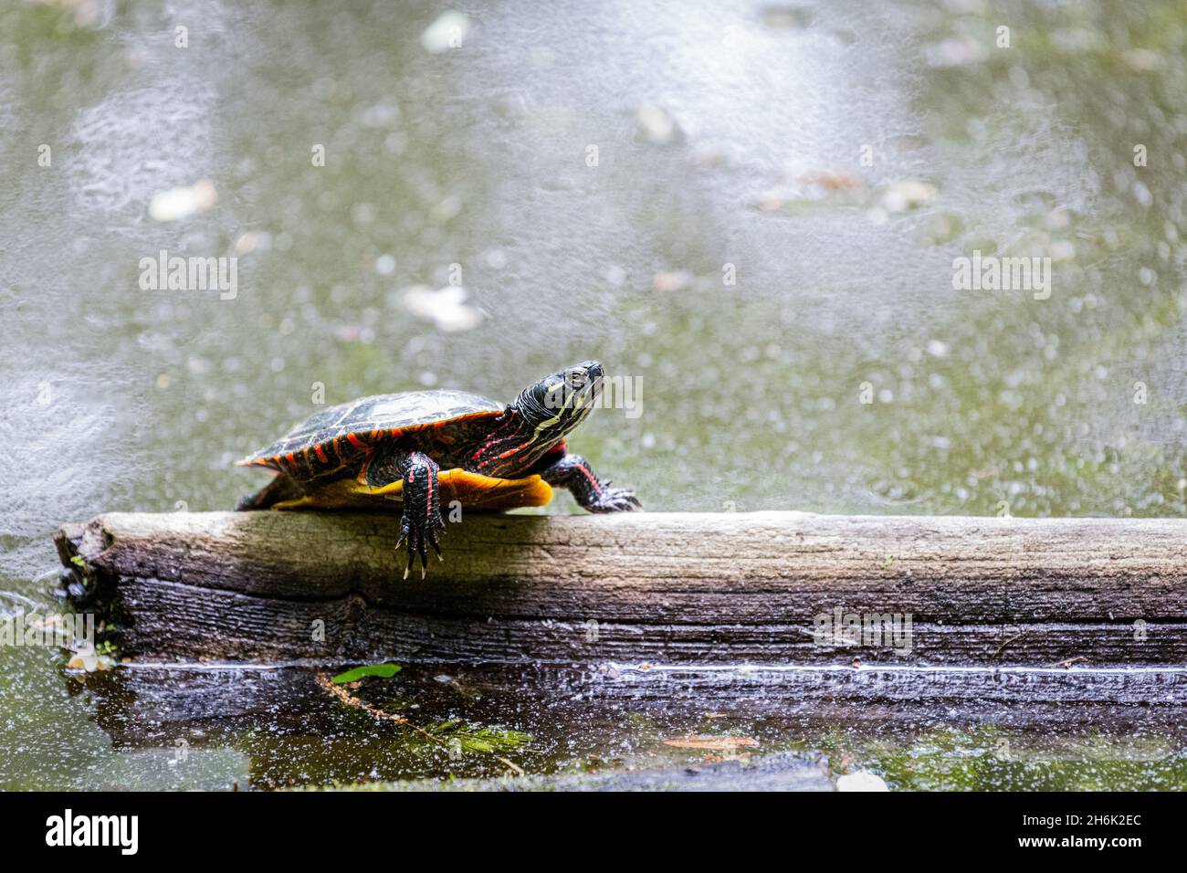 Painted turtle on log hi-res stock photography and images - Alamy