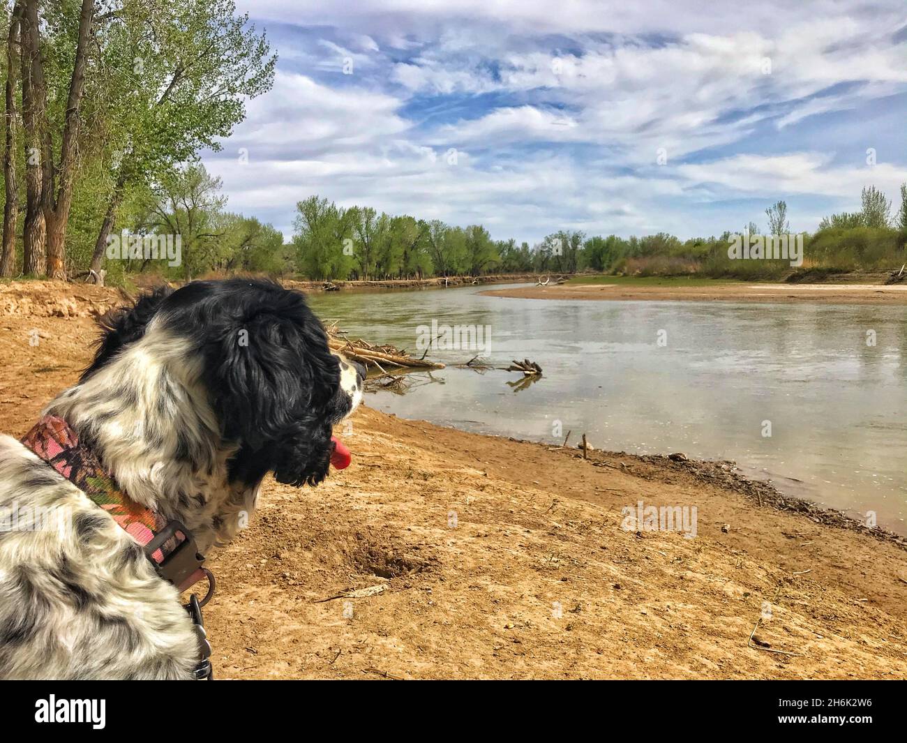 Fluffy white and black dog enjoying the view of the flowing ruver Stock ...