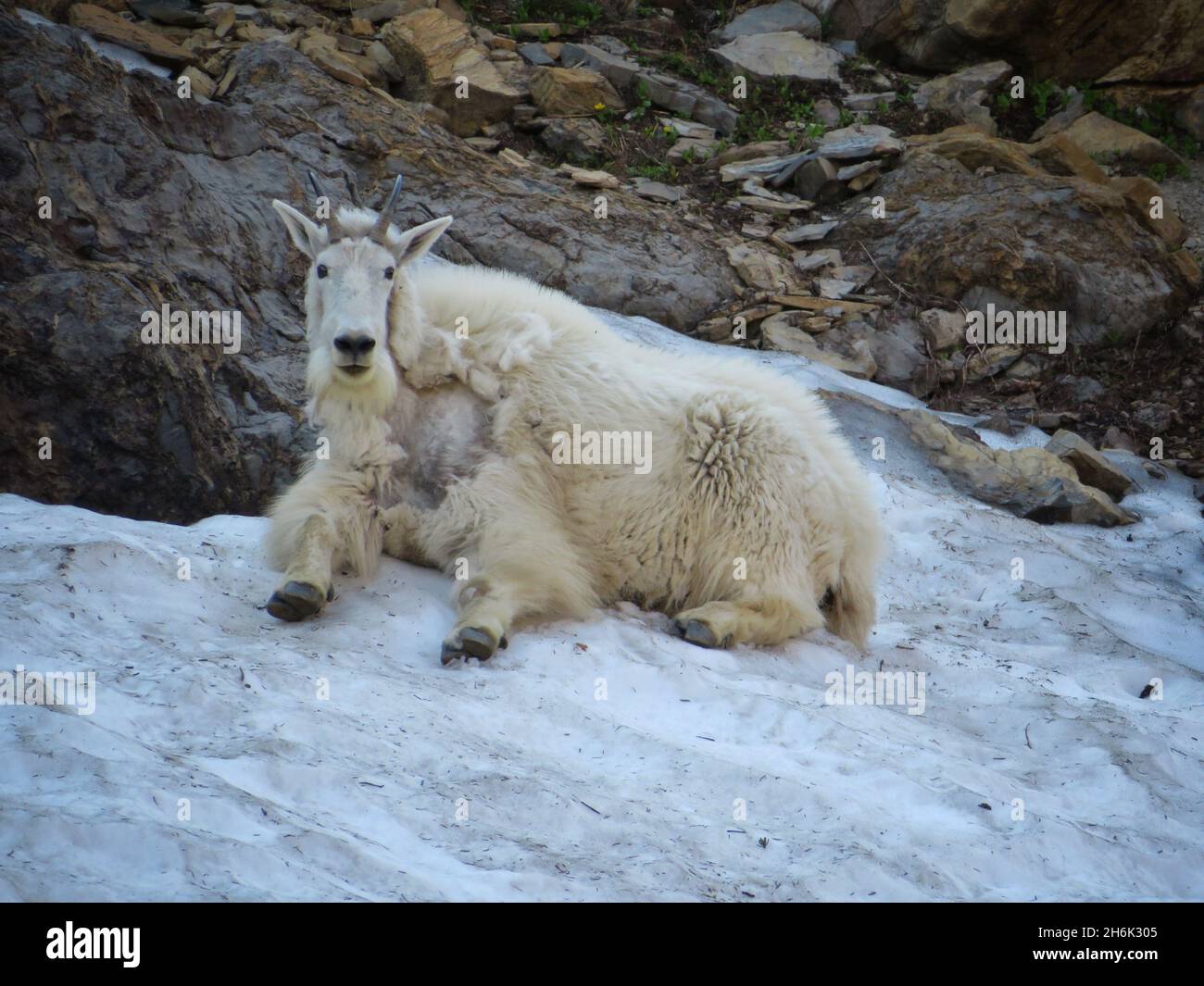 Furry white mountain goat laying on the rocky snowy hill Stock Photo ...
