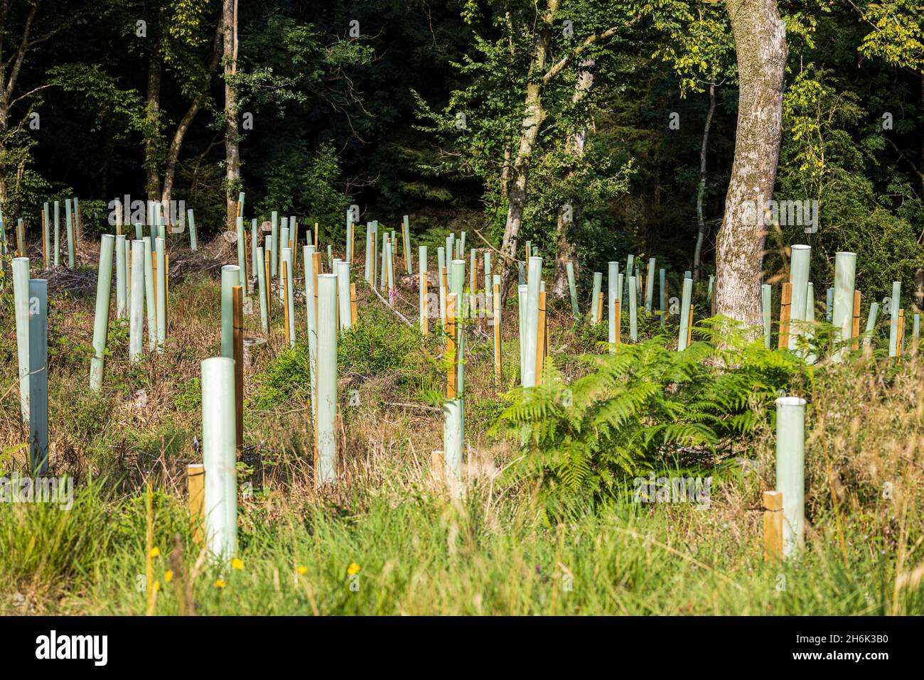 Protective tubes around newly planted trees in a forest near Grange ...