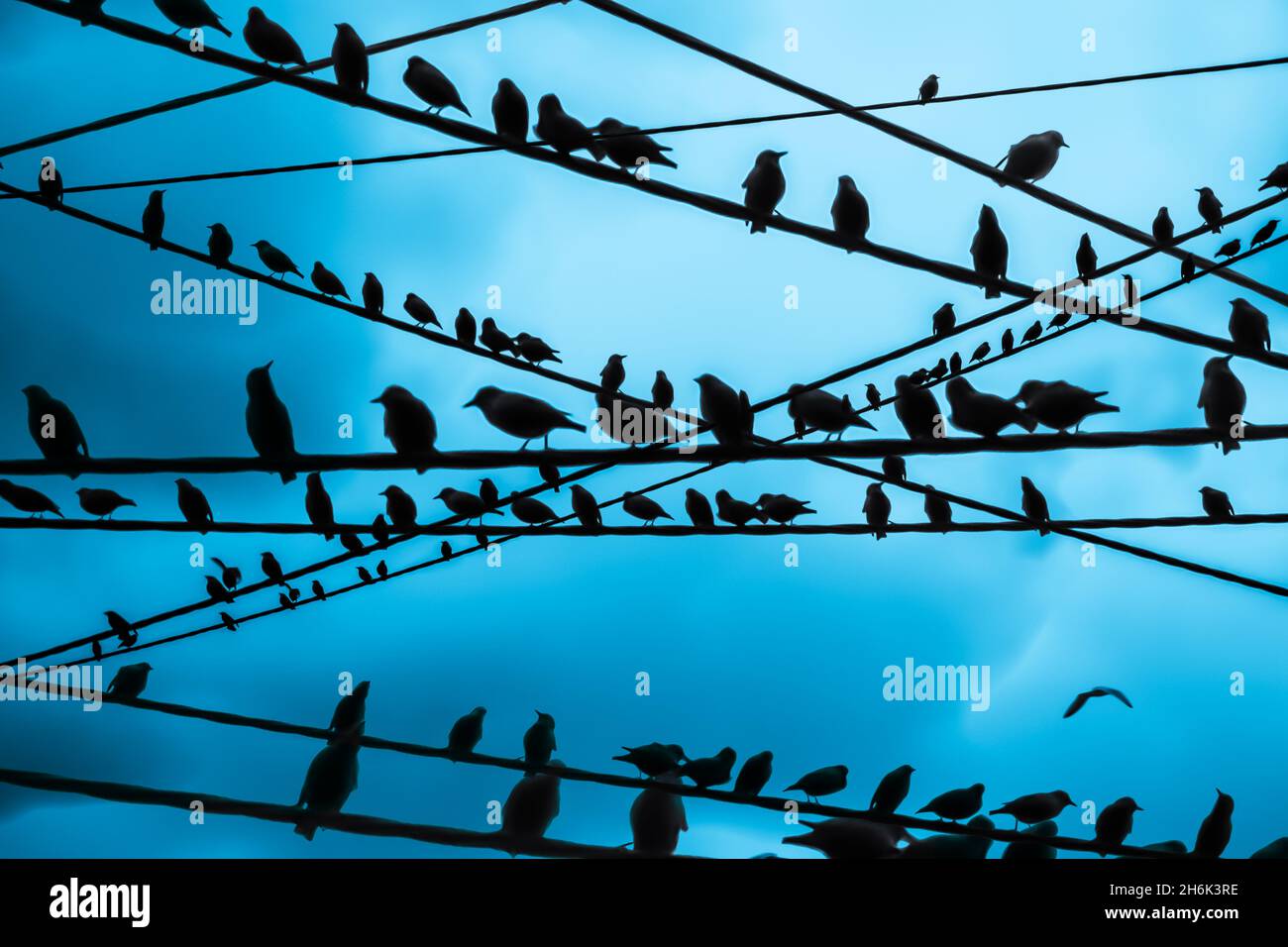 Vibrant overlapping montage of wild birds perched on power lines with a dark blue moody sky in ...
