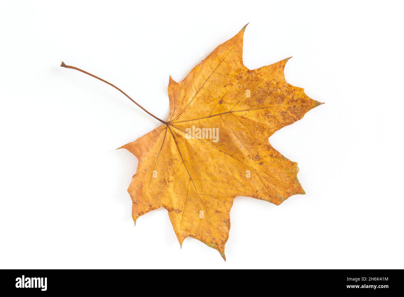 Top view maple tree isolated hi-res stock photography and images - Alamy