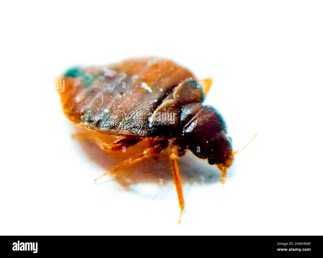 Bedbug on white background with selective focus Stock Photo - Alamy