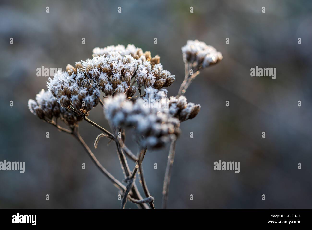 Golden yarrow hi-res stock photography and images - Alamy