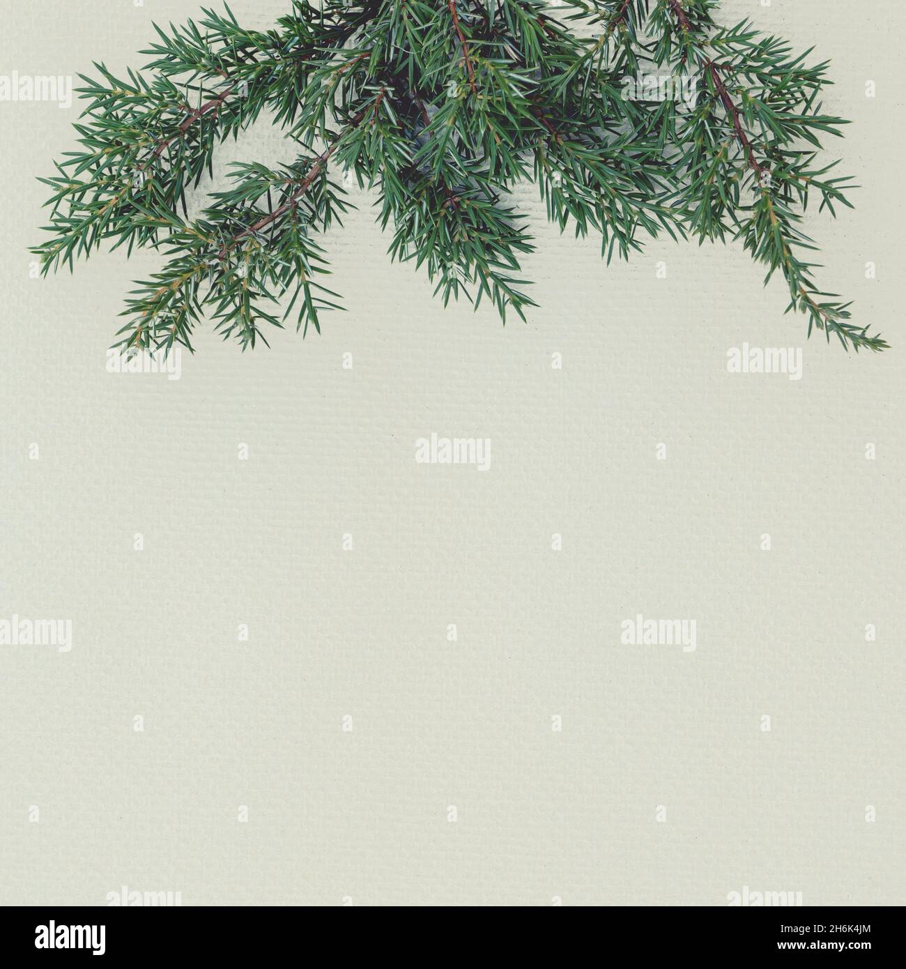 Juniper branch evergreen leaves hi-res stock photography and images - Alamy