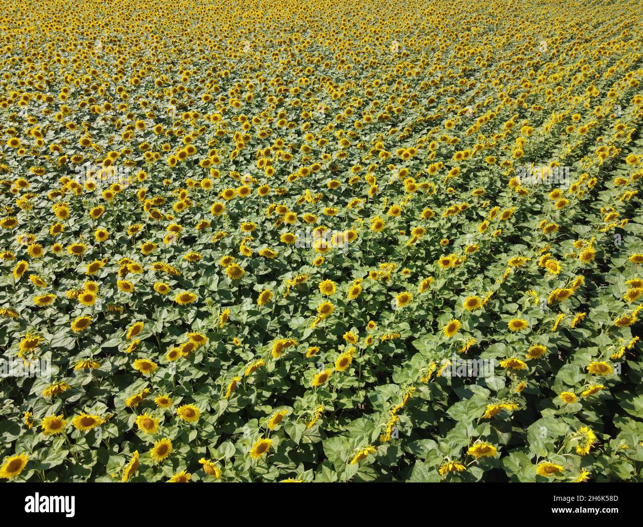 Sunflower field, top view. Sunflower plants bloom in a farmer's field ...