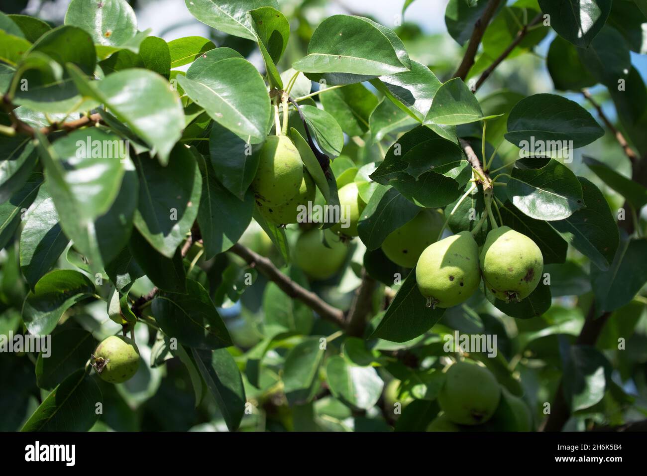 Image of a pear hi-res stock photography and images - Alamy