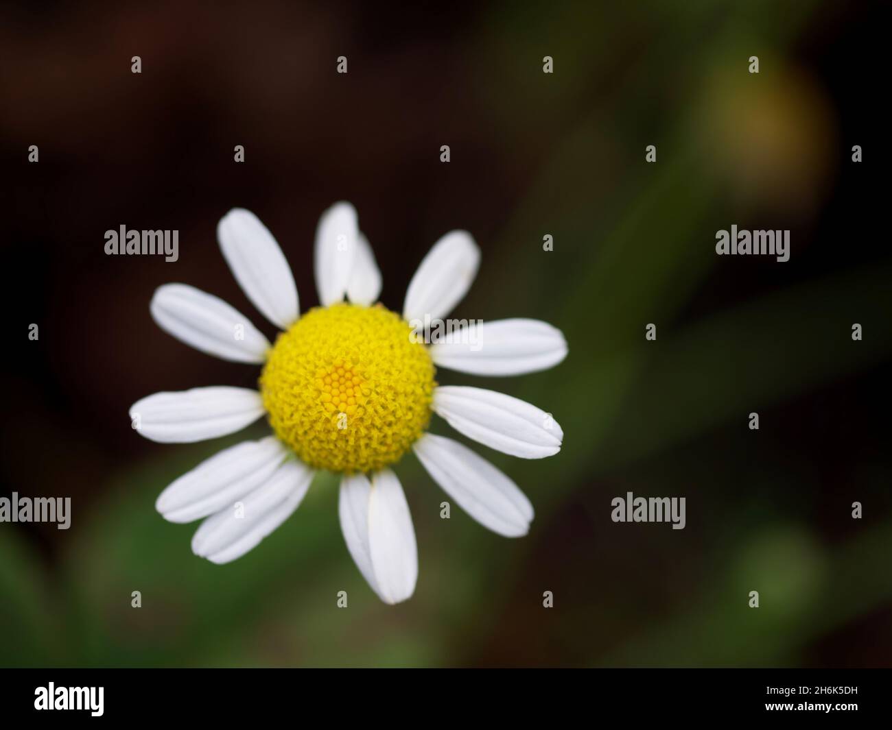 Daisy flower on a blurry background, top view. Daisy close-up Stock ...