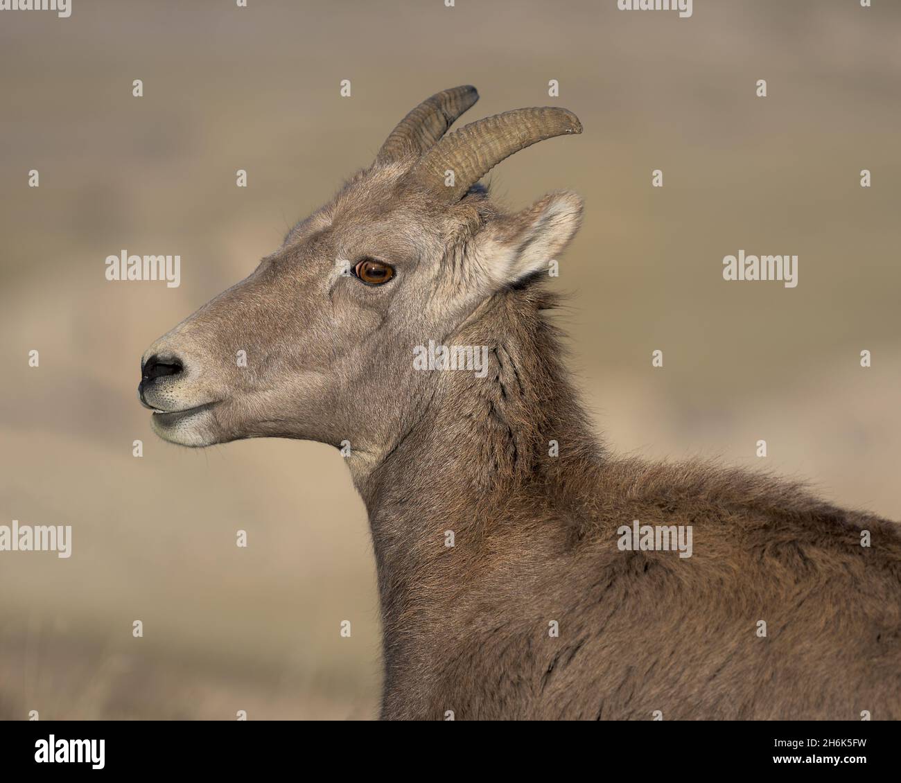 Female big horn sheep ewe portrait in Badlands National Park in South ...