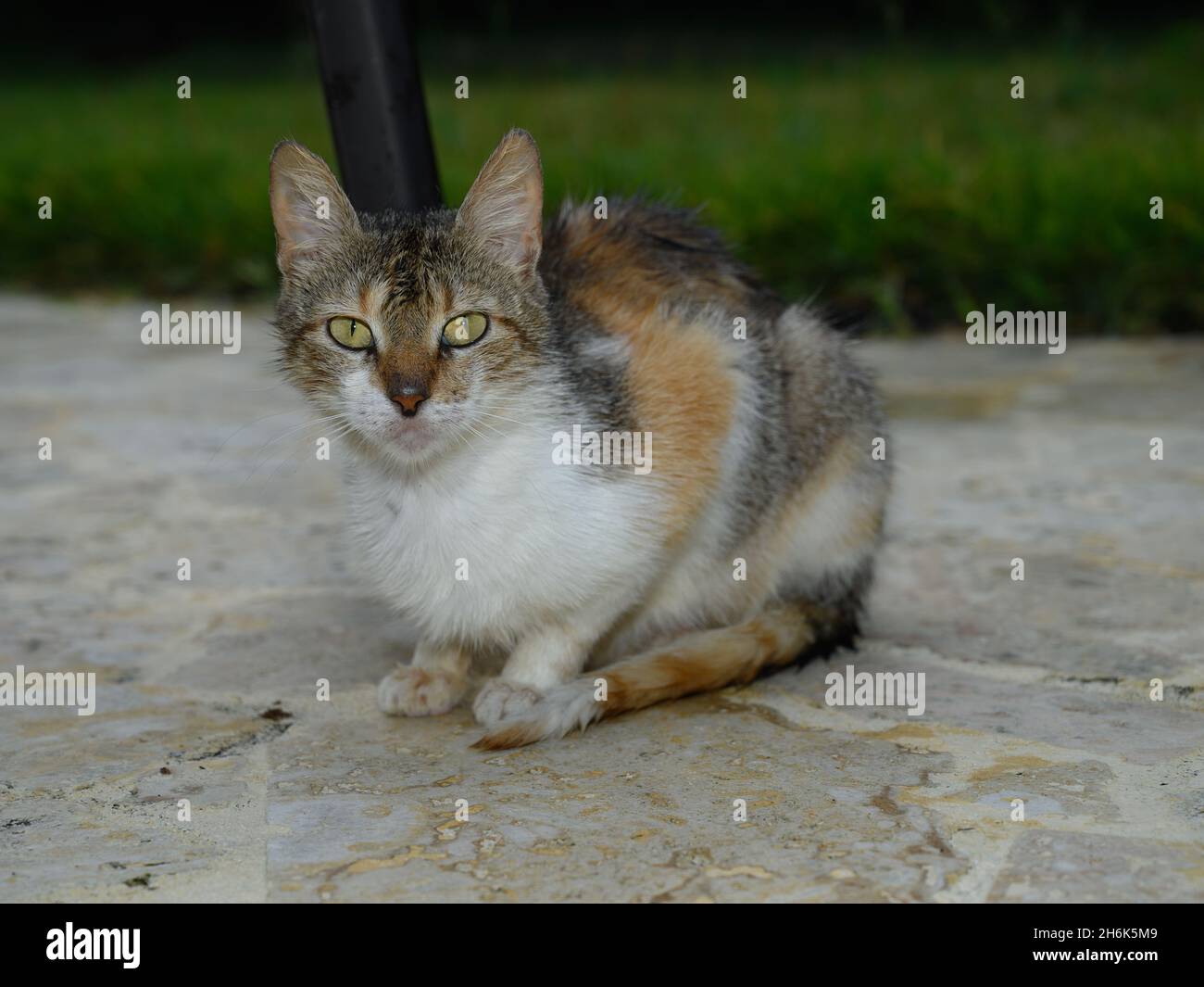 The photo shows a tricolor adult cat. The cat's coat comes in three ...