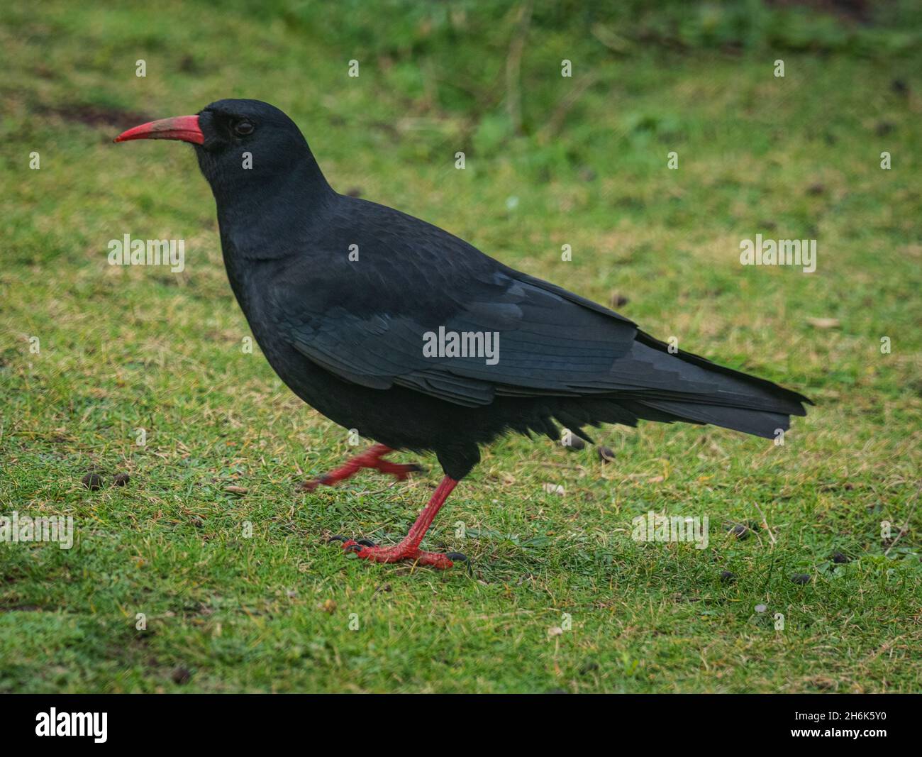 Cornish Chough, Godrevy West Cornwall Stock Photo - Alamy