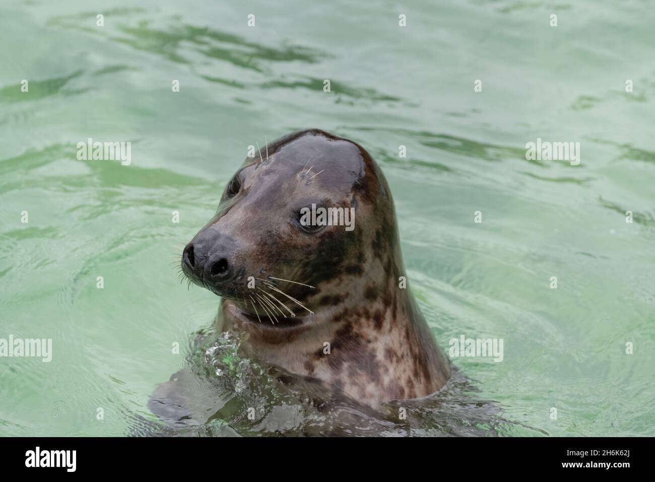 Rare seal hi-res stock photography and images - Alamy