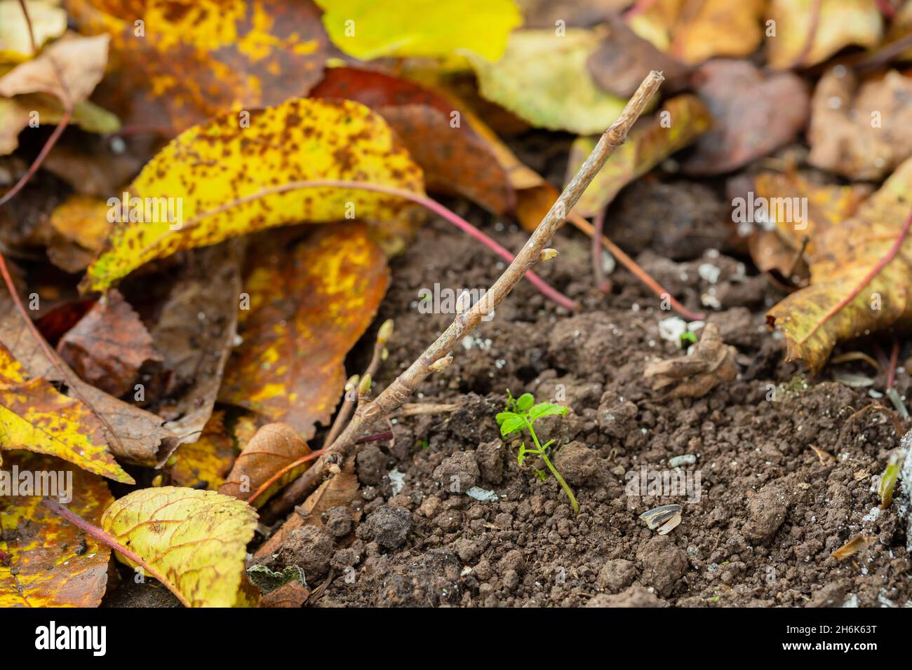 Cuttings secateurs hi-res stock photography and images - Alamy
