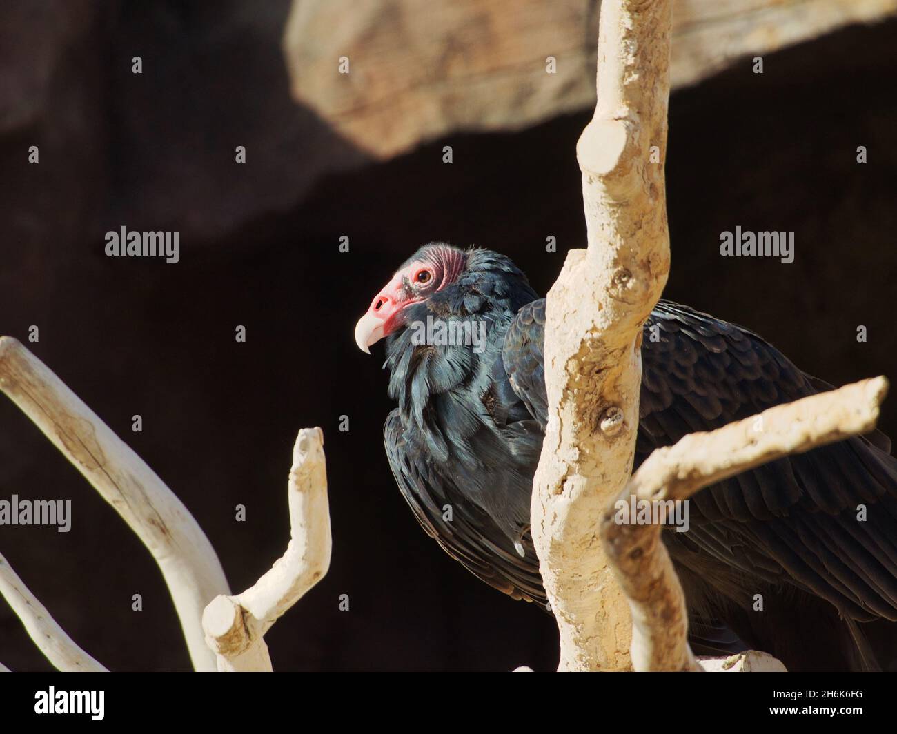 Henry bird hi-res stock photography and images - Alamy
