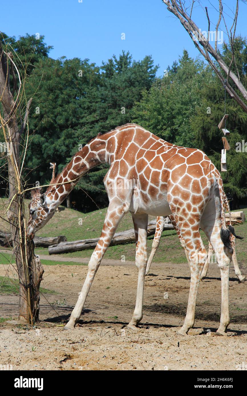 Giraffe in wildlife eating tree bark Stock Photo - Alamy
