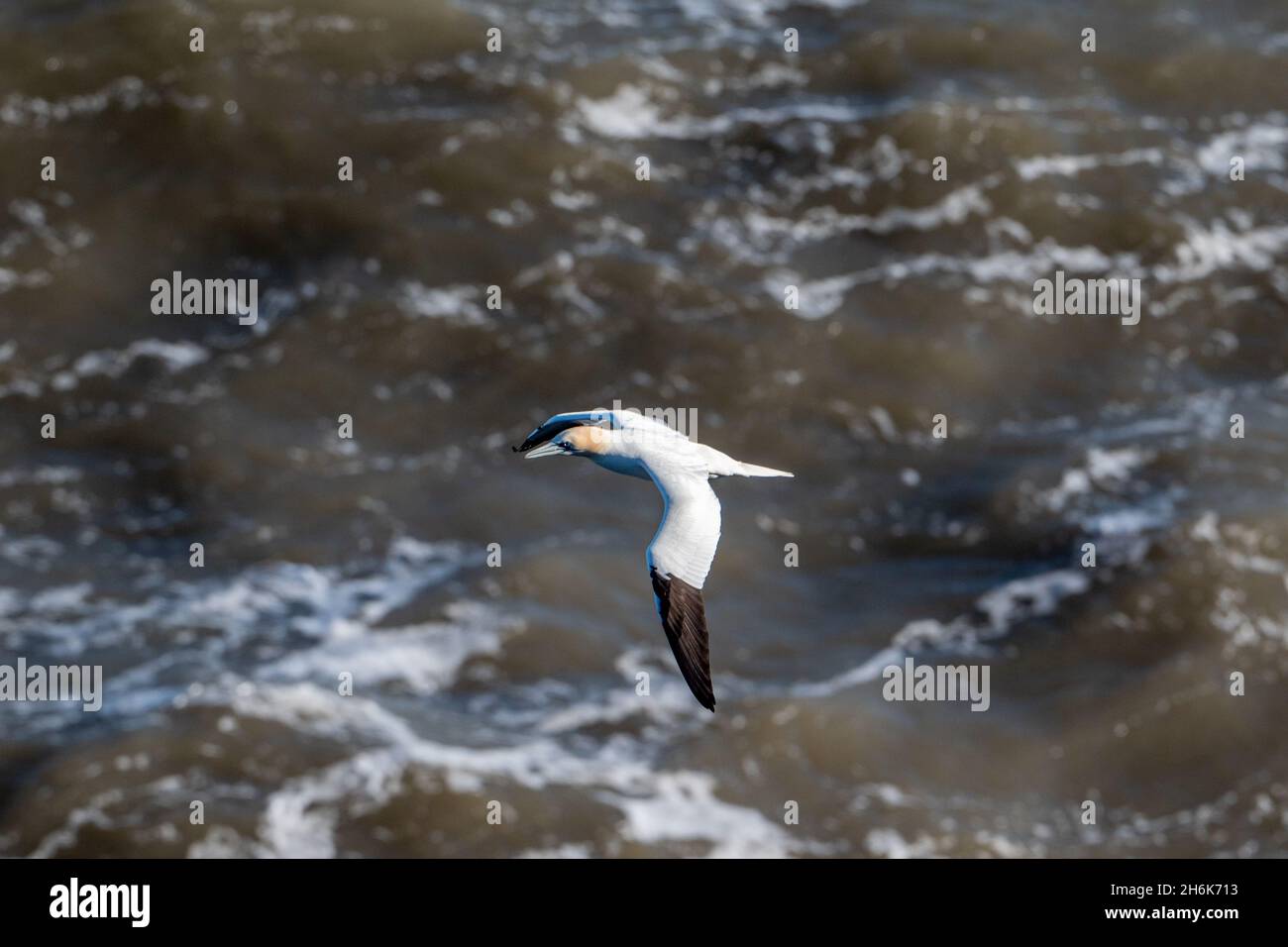 Gannet at Bempton Cliffs Stock Photo - Alamy