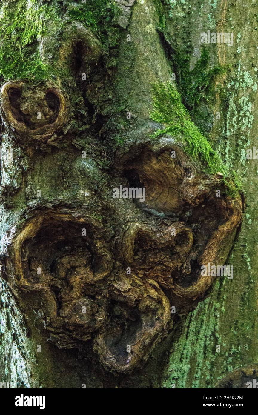 Arbustos und arbustos hi-res stock photography and images - Alamy
