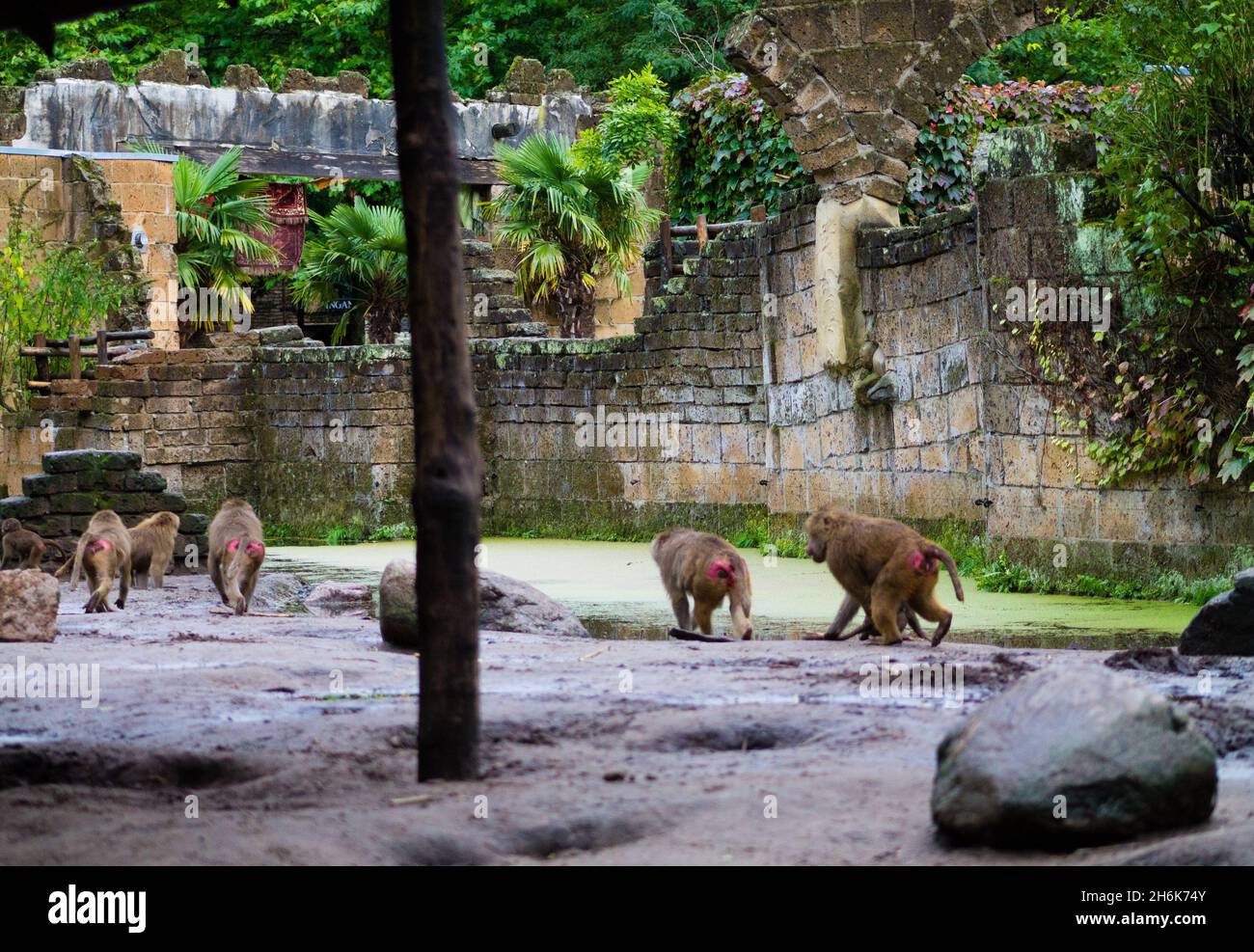 Monkeys roaming hi-res stock photography and images - Alamy
