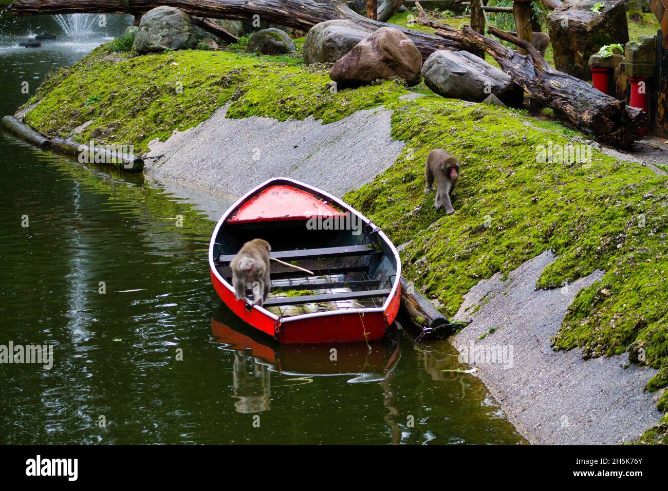 Monkeys roaming hi-res stock photography and images - Alamy