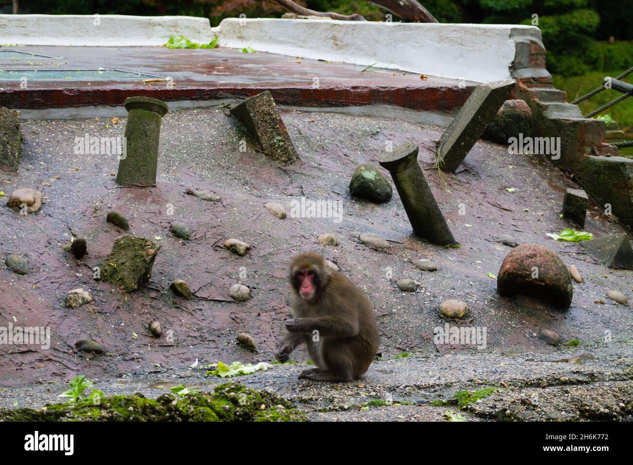 Monkey roaming around in a zoo Stock Photo - Alamy
