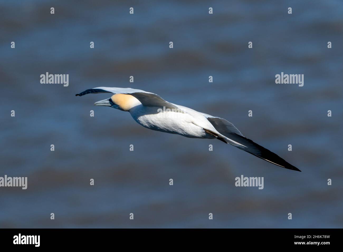 Gannets birdwatching hi-res stock photography and images - Alamy