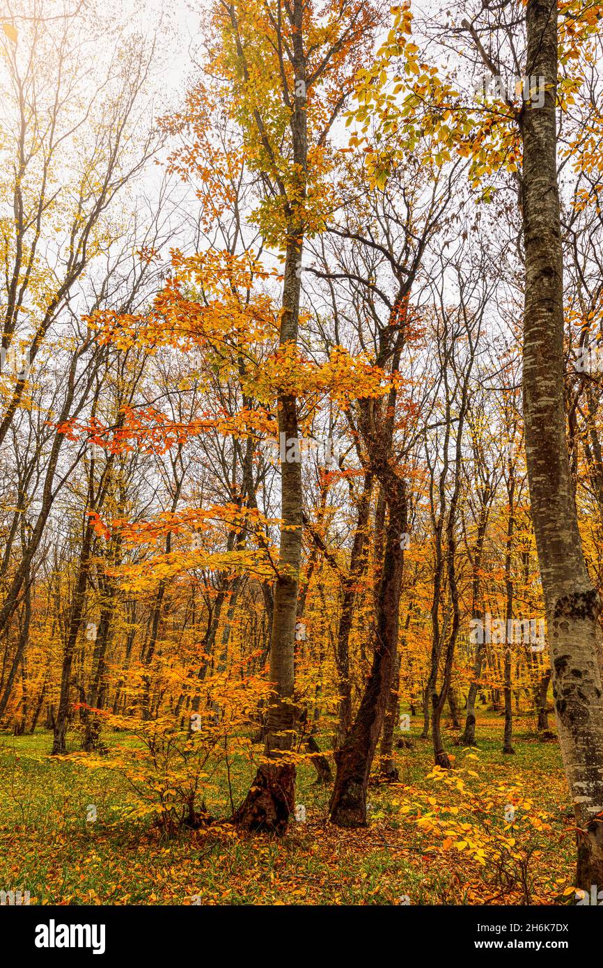 Autumn colors in the forest in November Stock Photo - Alamy
