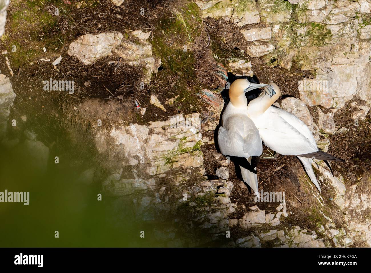 Gannet at Bempton Cliffs Stock Photo - Alamy