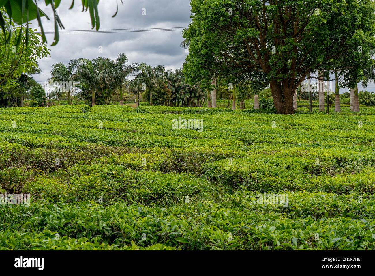 Green tea plantations high in the mountains in Mauritius. High quality ...
