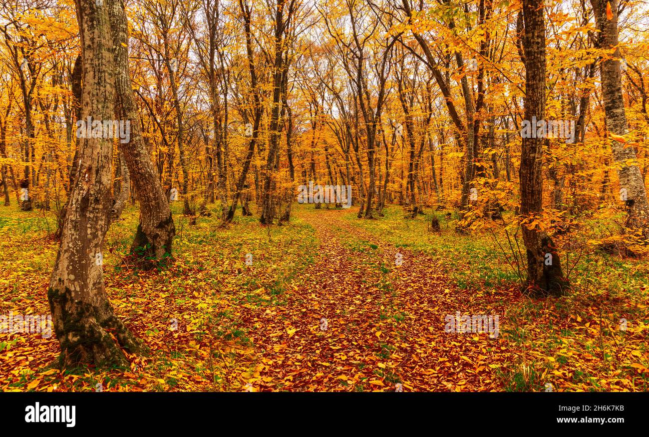 Autumn colors in the forest in November Stock Photo - Alamy
