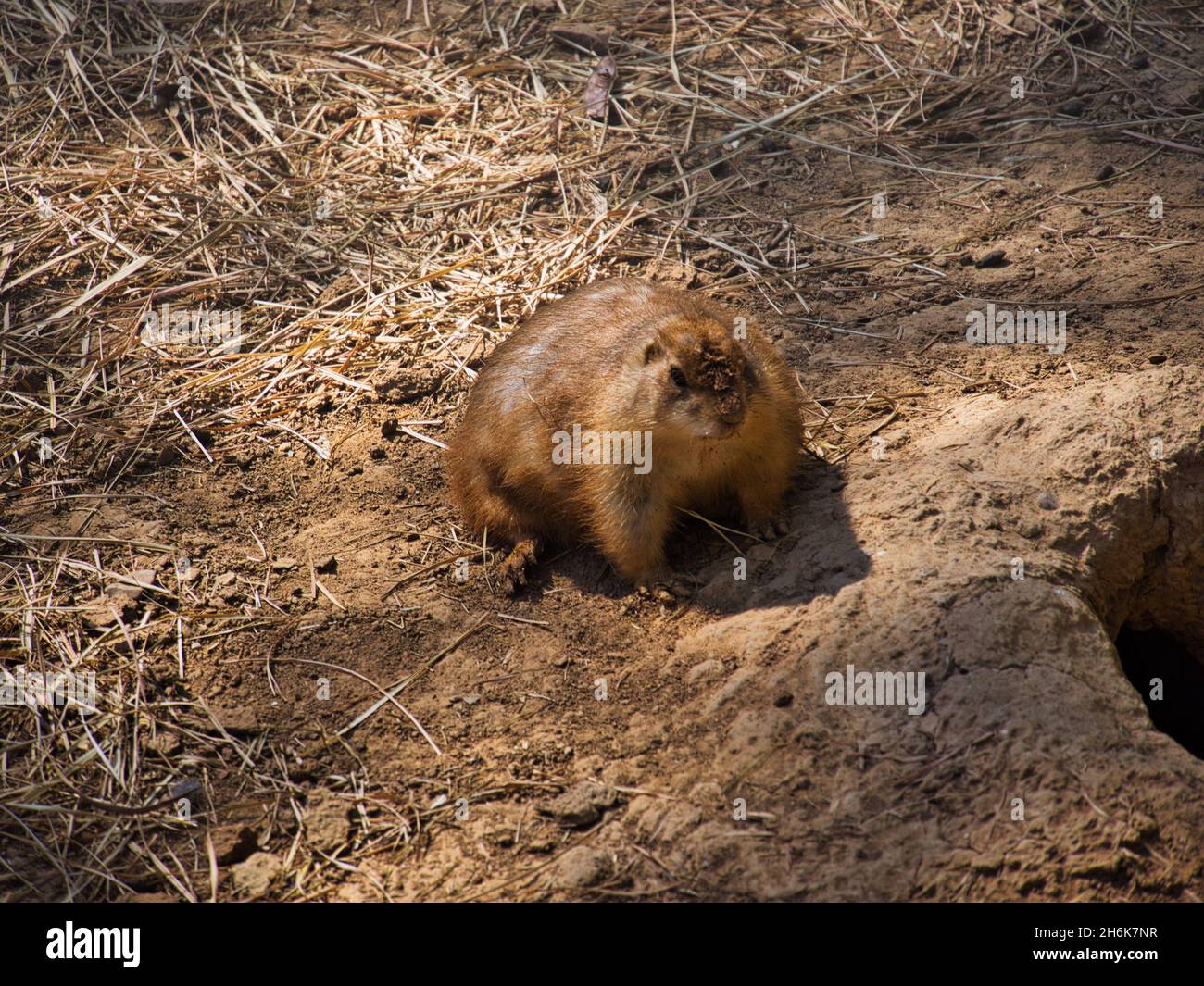 Prairie dog at a zoo in Kansas Stock Photo - Alamy