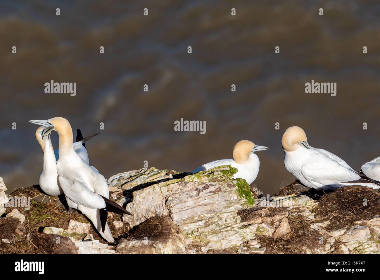 Gannet at Bempton Cliffs Stock Photo - Alamy