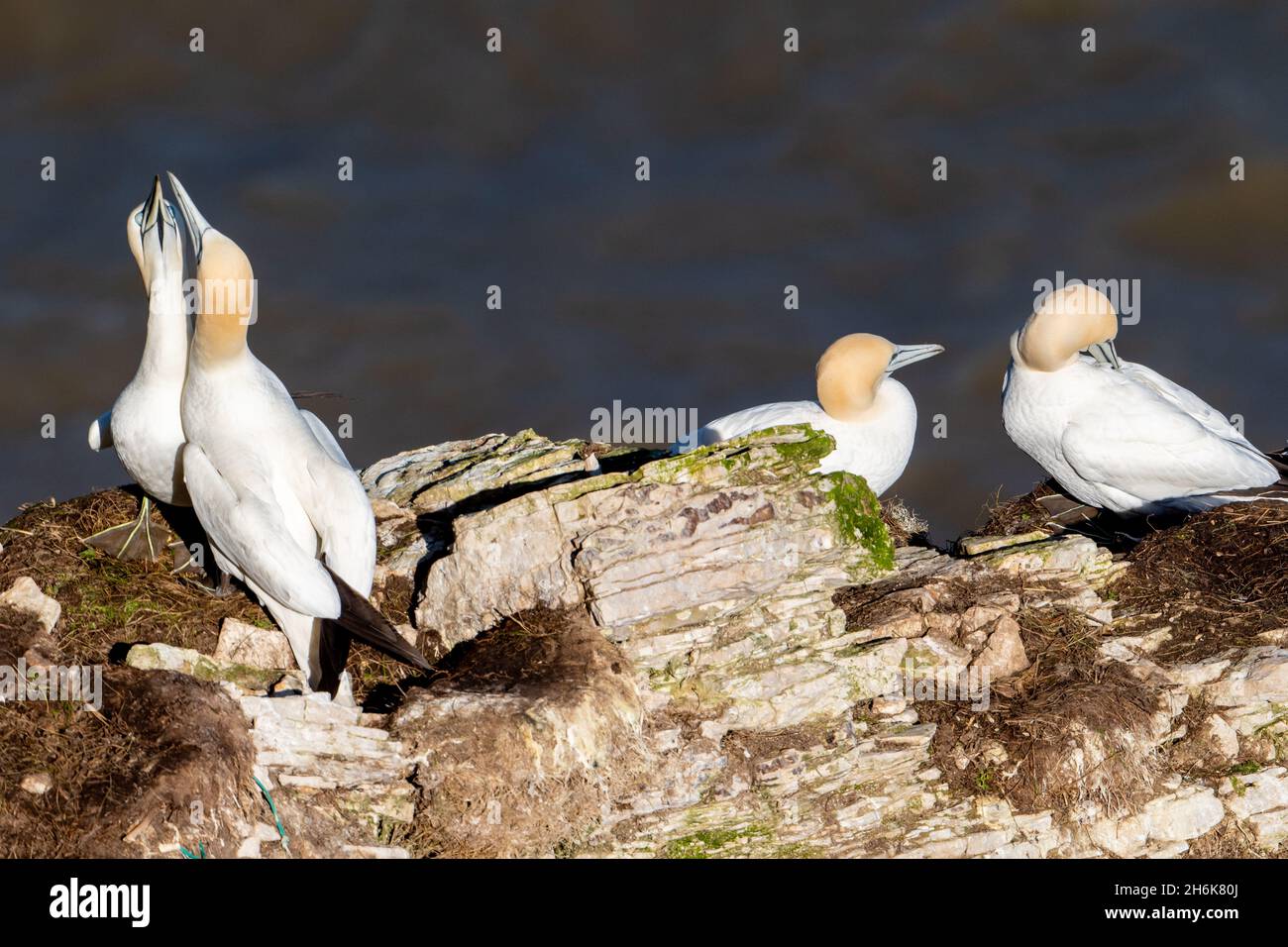 Gannet at Bempton Cliffs Stock Photo - Alamy