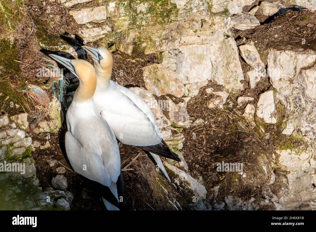 Gannet at Bempton Cliffs Stock Photo - Alamy