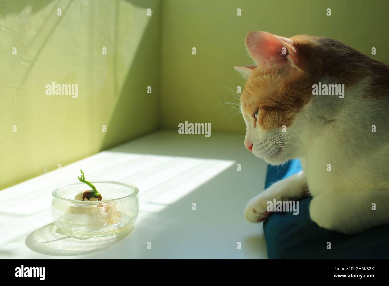 ginger cat watching the potted plant Stock Photo - Alamy