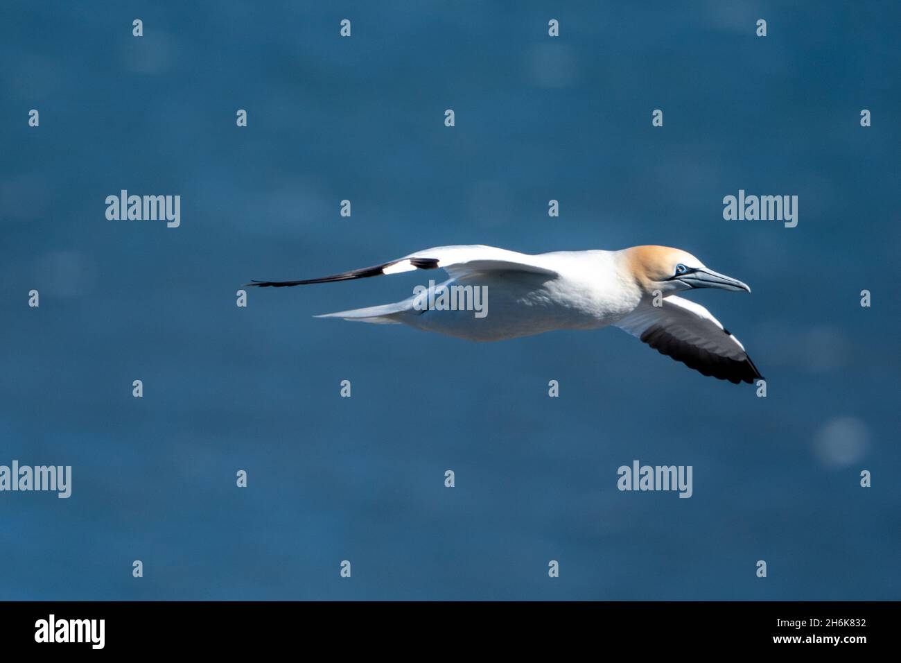 Gannet at Bempton Cliffs Stock Photo - Alamy