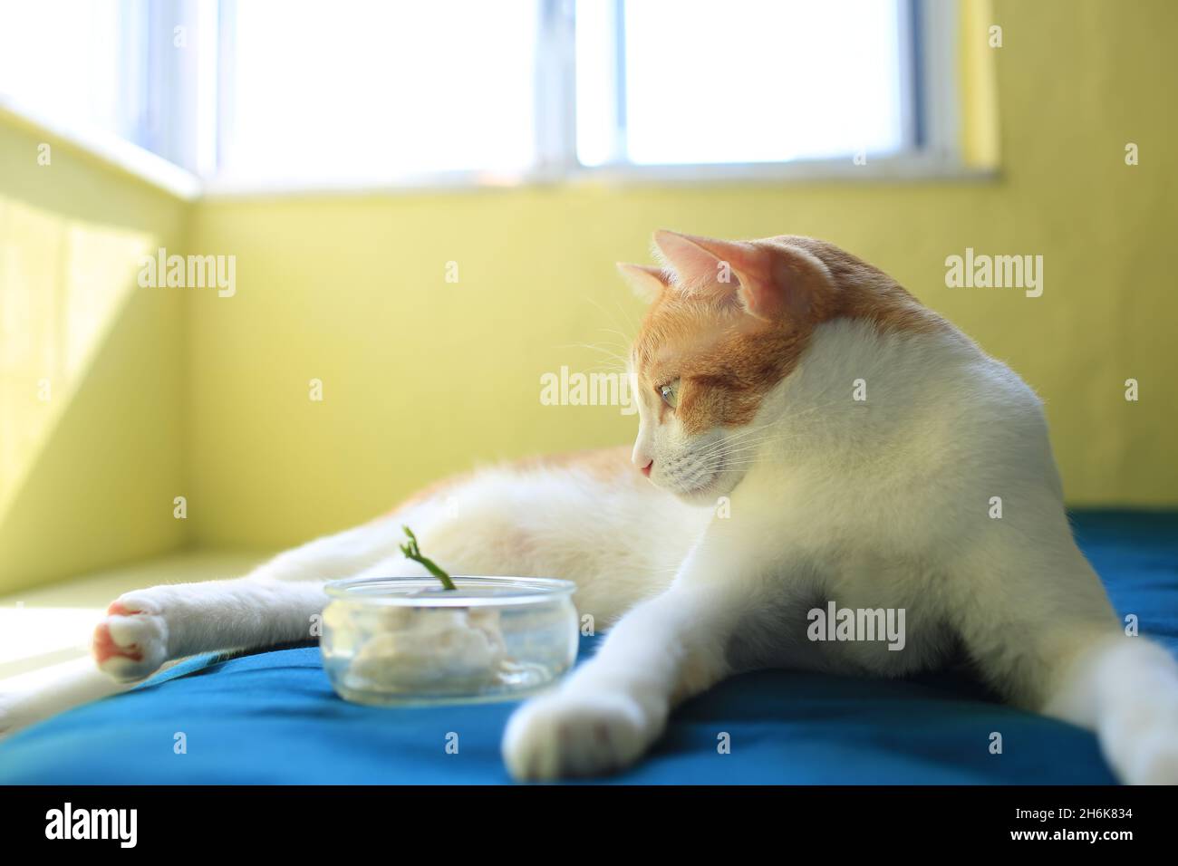 Ginger growing indoors hi-res stock photography and images - Alamy