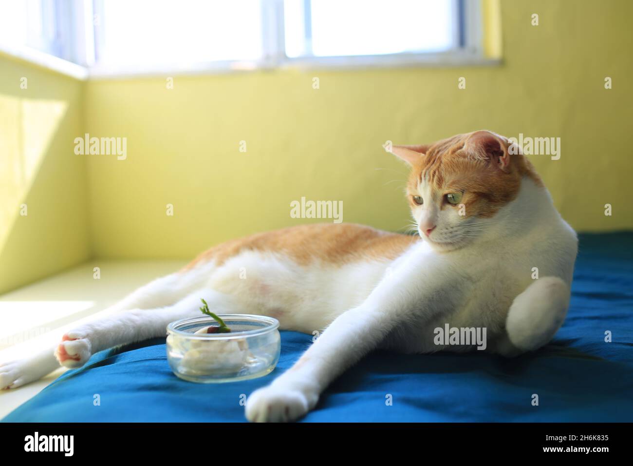 Ginger cat watching potted hi-res stock photography and images - Alamy