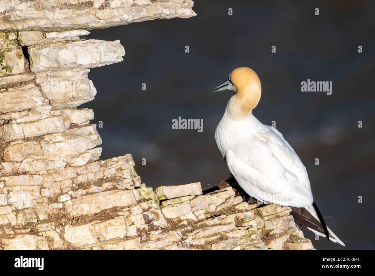 Gannet at Bempton Cliffs Stock Photo - Alamy